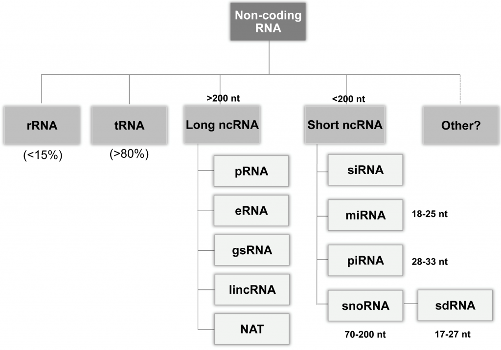 مرور و آشنایی با انواع آرناهای غیر کد کننده ( non coding RNAیا ncRNAها ...