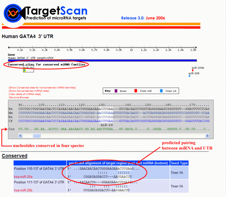معرفی نرم افزارهای مهم در شناسایی بیوانفورماتیکی ژن های هدف میکروارناها ...
